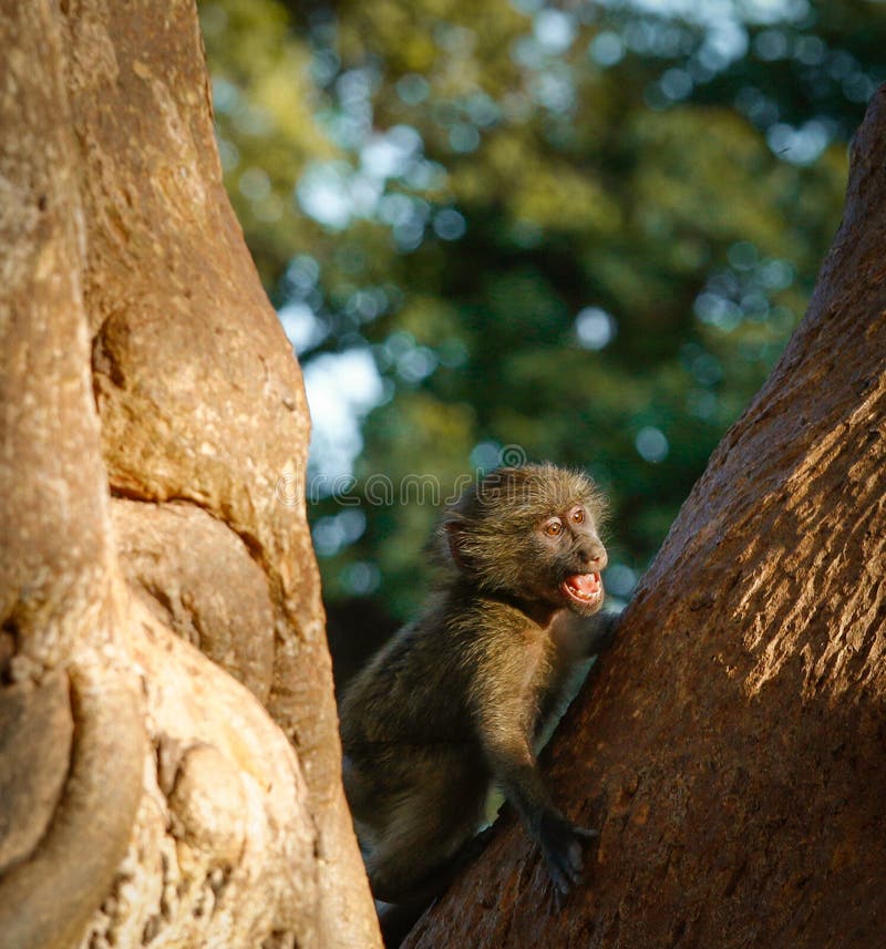 Small monkey stock image. Image of family, mirror, serengeti - 50266459
