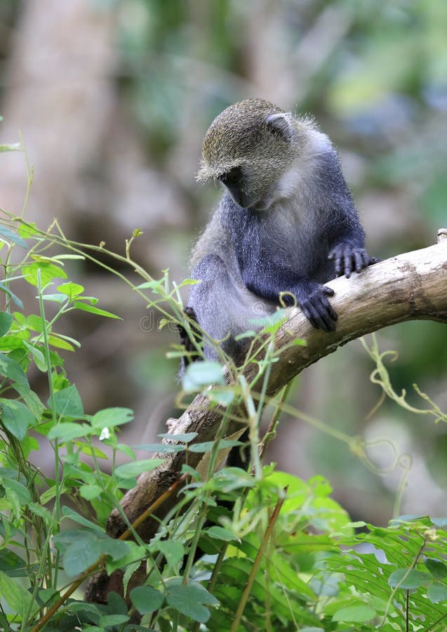 Small monkey on tree stock photo. Image of black, outdoor - 142955040