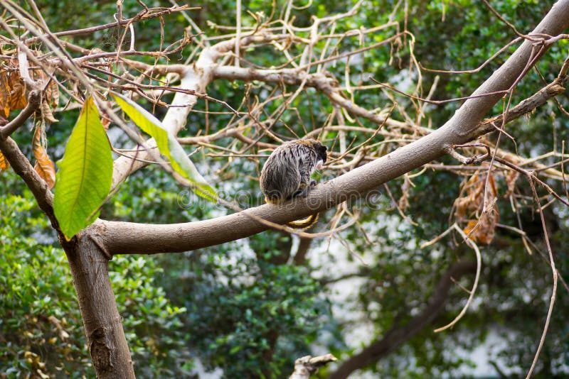 Small Monkey in a tree stock image. Image of focus, branches - 92734557