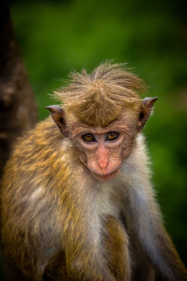 A Small Monkey in a Tree with it S Face Turned To the Left Stock Photo ...