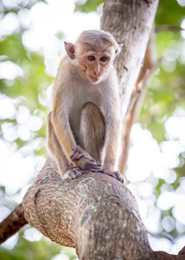 Small monkey on tree stock photo. Image of travel, hair - 84773380