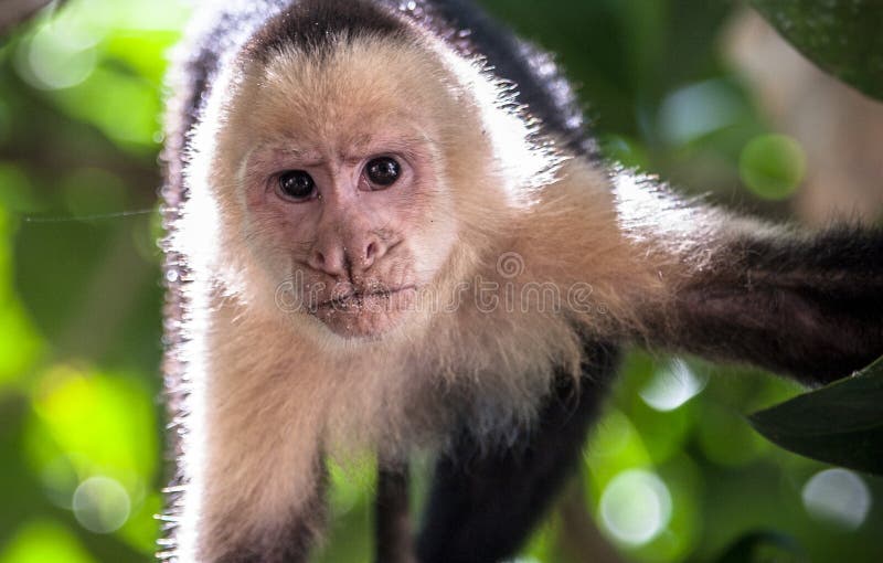 Small Monkey stock image. Image of monkey, jungle, primate - 47751327