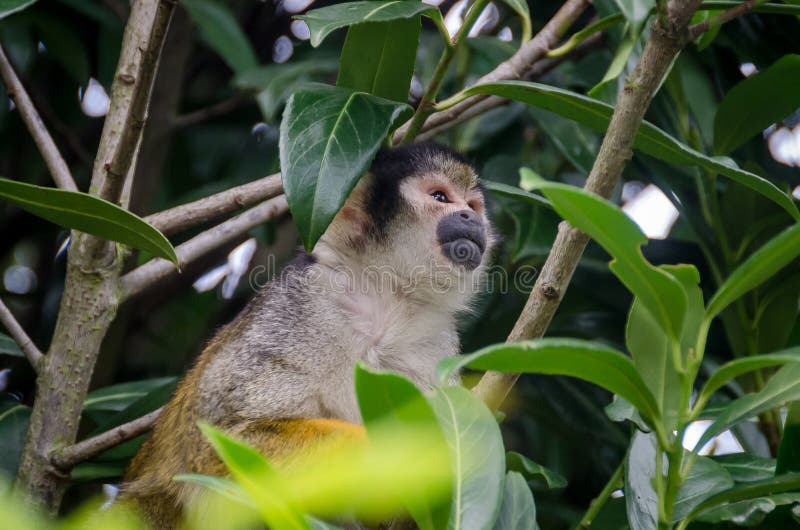 Small Monkey between the Trees Looking Ahead. Stock Photo - Image of ...
