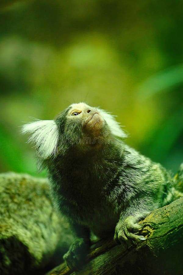 Small Monkey with White Fluffy Ears Stock Image - Image of callithrix ...