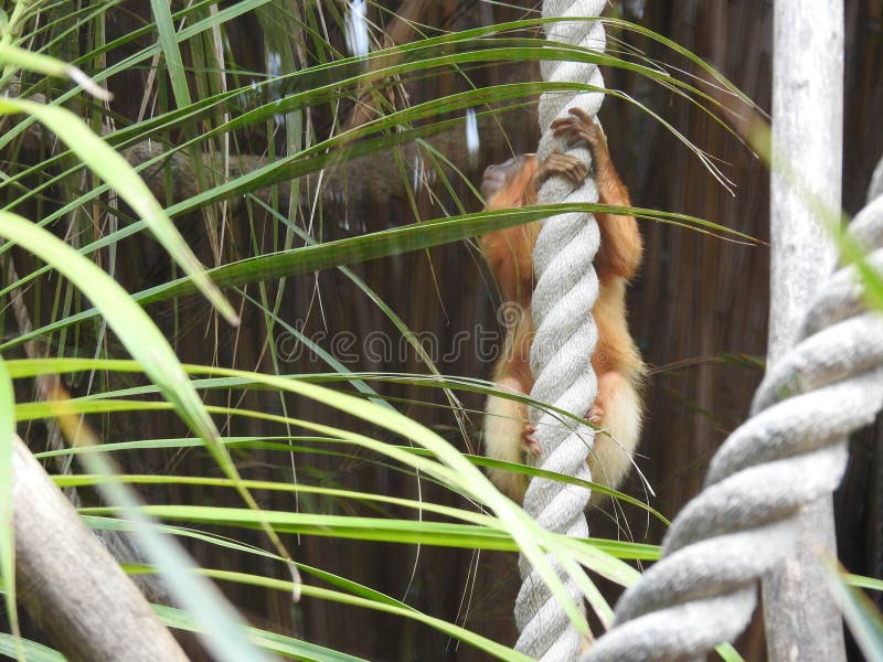 Monkey Climbing Stock Photos - Download 4,495 Royalty Free Photos