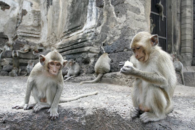 Small Monkeys Picture. Image: 6547921