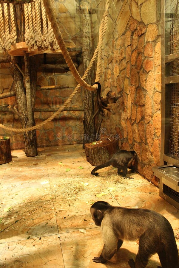 Small Monkeys of the Capuchin Breed Run and Frolic in the Enclosure ...
