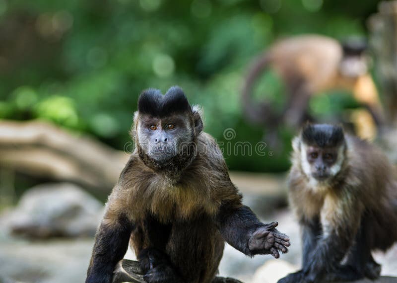 Spider Monkeys Screaming, Costa Rica Stock Image - Image of face, furry ...