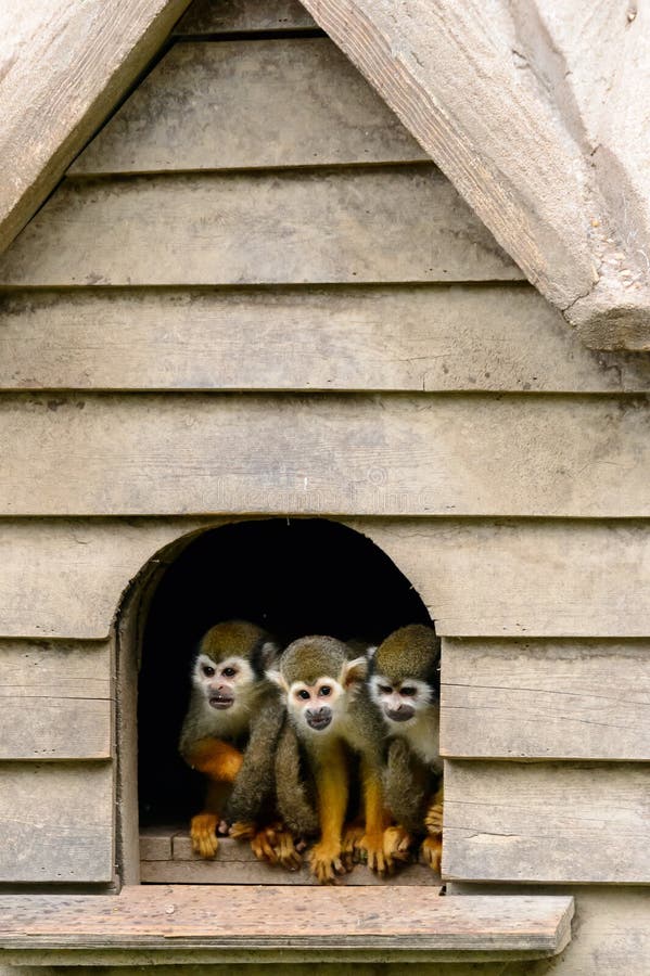 Small Monkeys in the Wood House Stock Image - Image of home, nature ...
