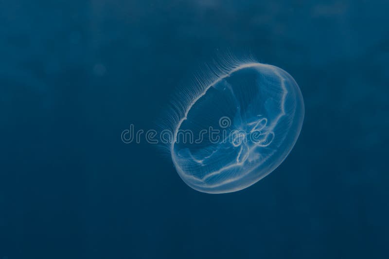 Moon Jellyfish stock photo. Image of ocean, jellyfish - 7405272