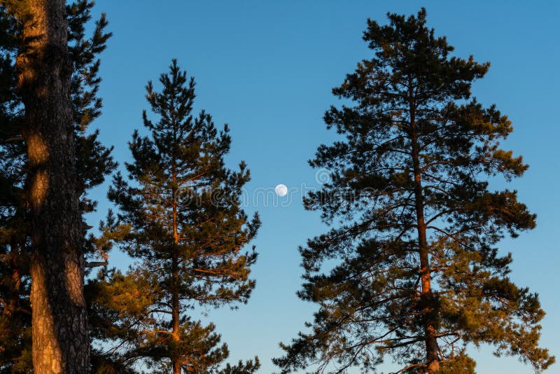 Small Moon between Pine Trees at Sunset Stock Photo - Image of freedom ...