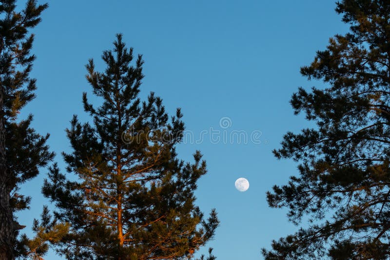 Small Moon between Pine Trees at Sunset Stock Photo - Image of beauty ...
