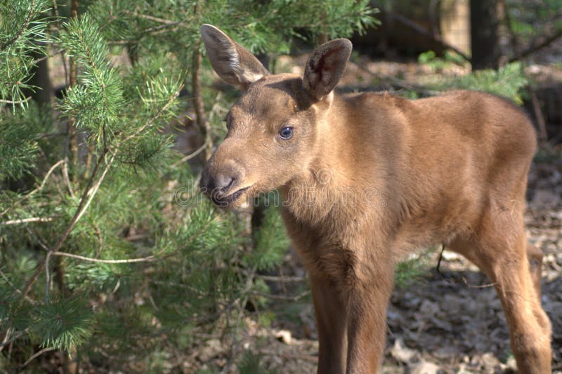 Small moose stock image. Image of tree, moose, pine, next - 53402973