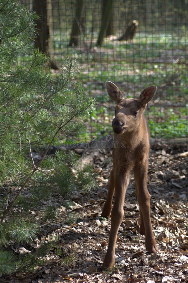 Small moose stock image. Image of tree, yard, fauna, kangaroo - 53402979