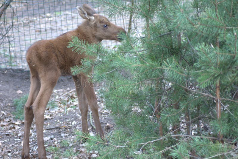 Small moose stock photo. Image of woods, moose, days - 53403214