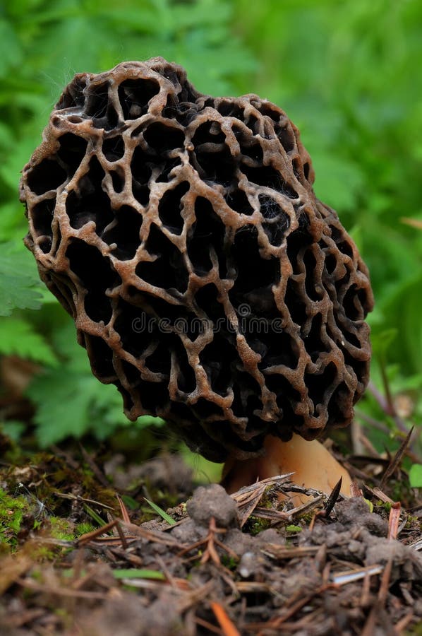 Small morel at grass stock image. Image of morel, background - 54521221
