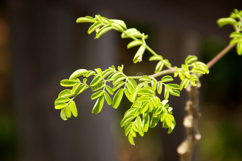 Small Moringa Leaves Growing Stock Photo - Image of medicine, leaves ...