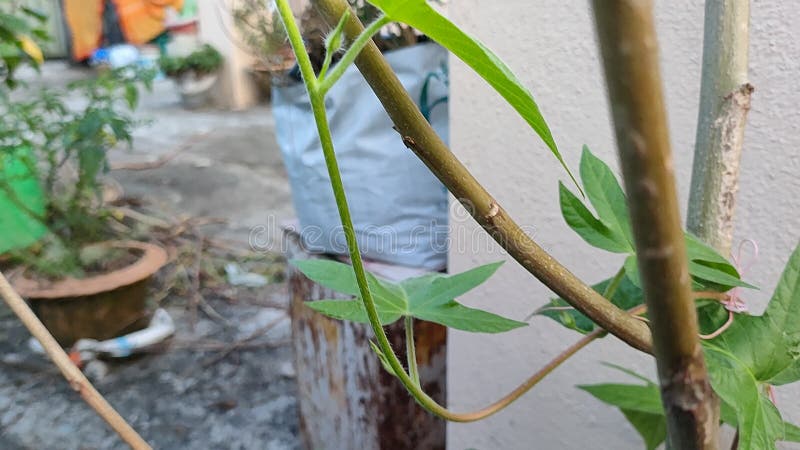 Small Morning Glory Plant Growing Up in the Pot Stock Footage - Video ...