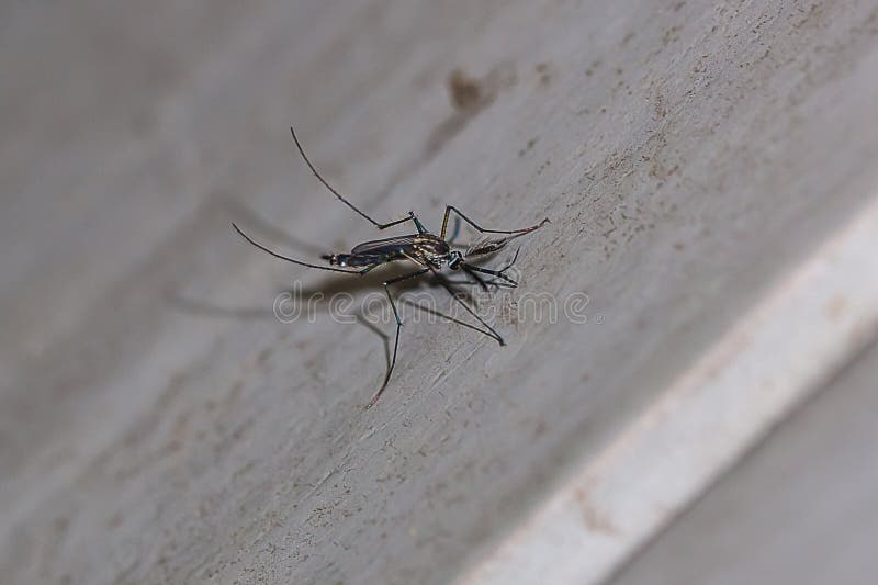 Small Mosquito stock image. Image of mosquito, biting - 41915737