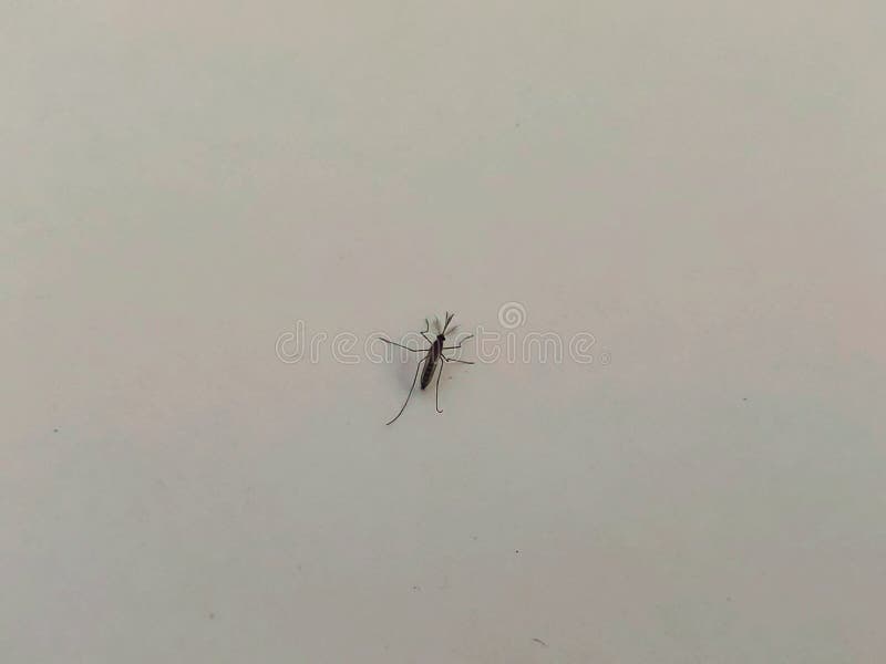 A small mosquito stock image. Image of pest, protection - 251566197