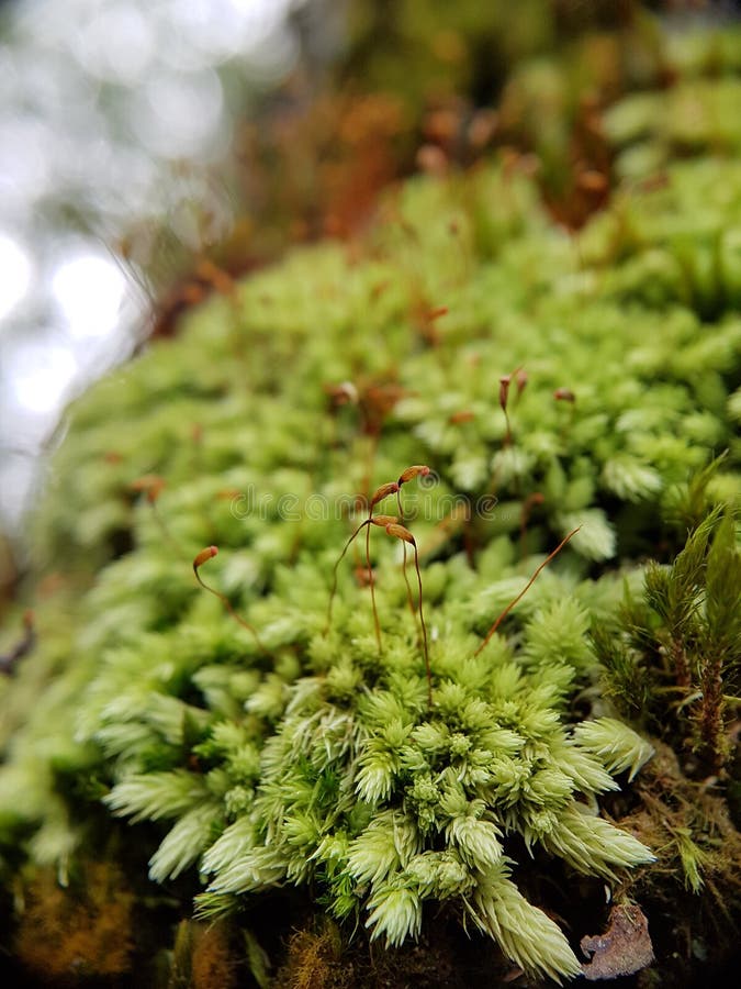 Small Moss Flower on a Tree in the Tropical Forest Stock Photo - Image ...