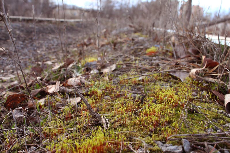 Small moss stock image. Image of brown, steel, rusty - 51761525