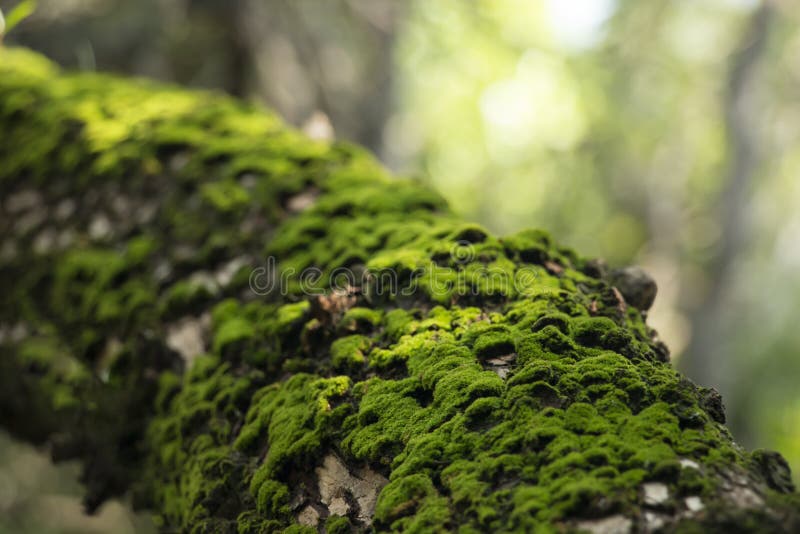 Many Small Green Moss on the Tree Stock Photo - Image of nature ...
