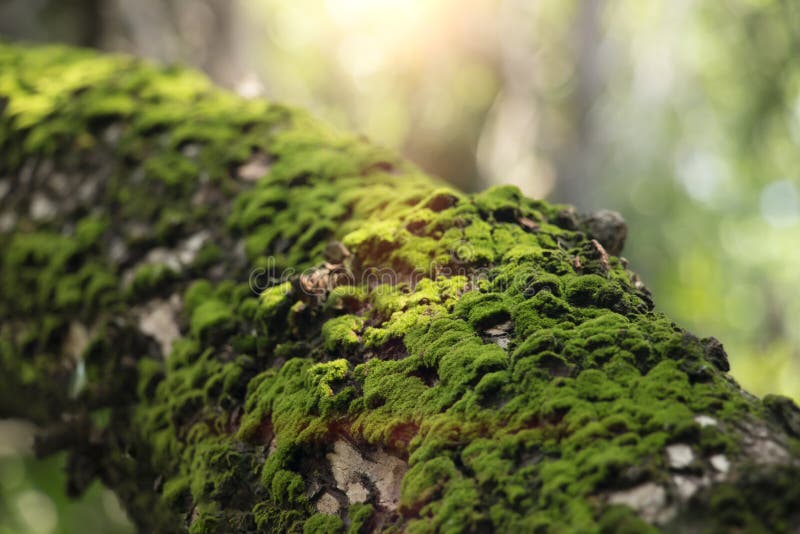 Many Small Green Moss on the Tree Stock Image - Image of detail, life ...