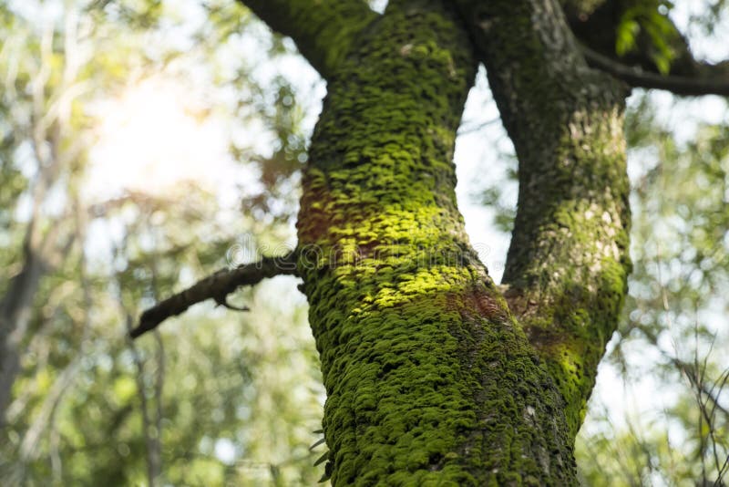 Many Small Green Moss on the Tree Stock Image - Image of green, color ...