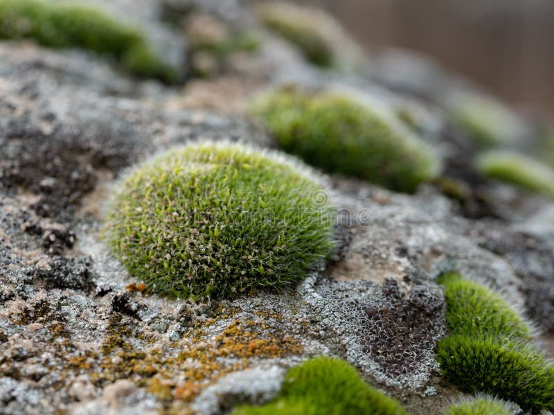 Moss growing on rocks stock photo. Image of garden, nature - 267508346