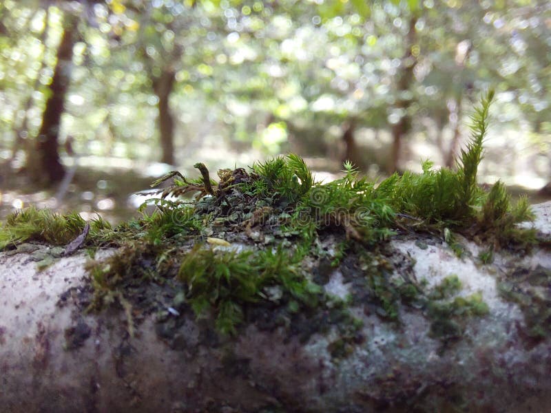 Smallmoss Stock Photos - Free & Royalty-Free Stock Photos from Dreamstime
