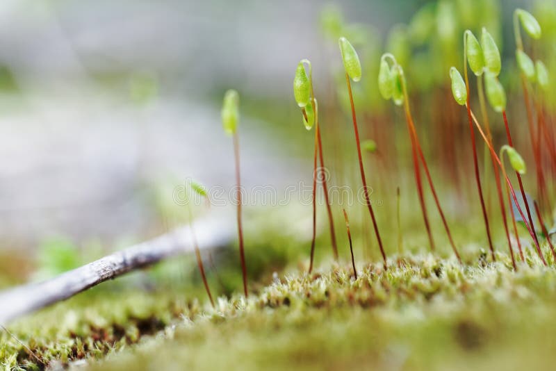 Small Moss Plant on the Ground with Selective Focus Stock Photo - Image ...