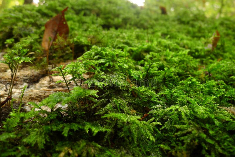 Small Moss Plant Grow on Fallen Tree Stock Image - Image of background ...