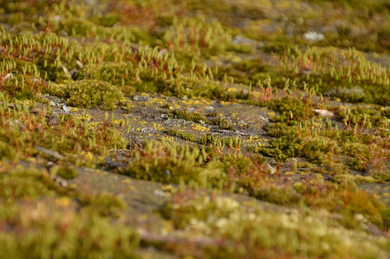 Small Moss Plant Grow on Stone Stock Photo - Image of grown, deciduous ...