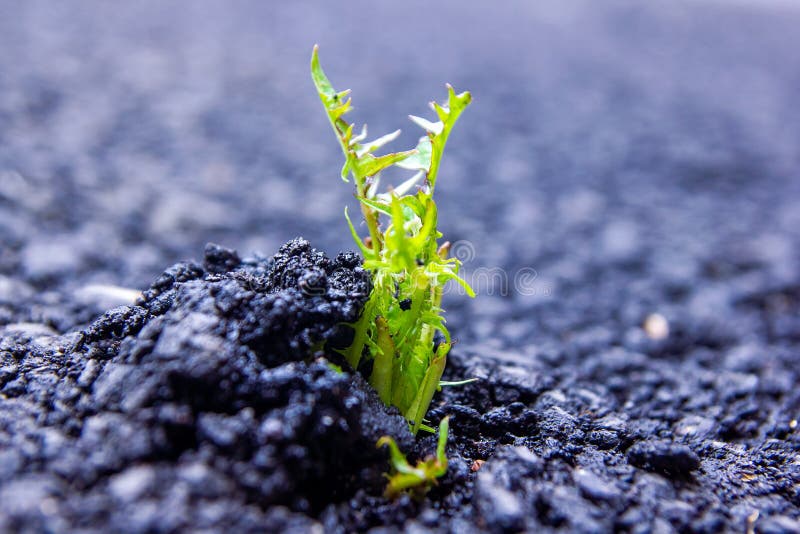 Moss on the Rock, Green Moss on the Rocks Stock Image - Image of beauty ...
