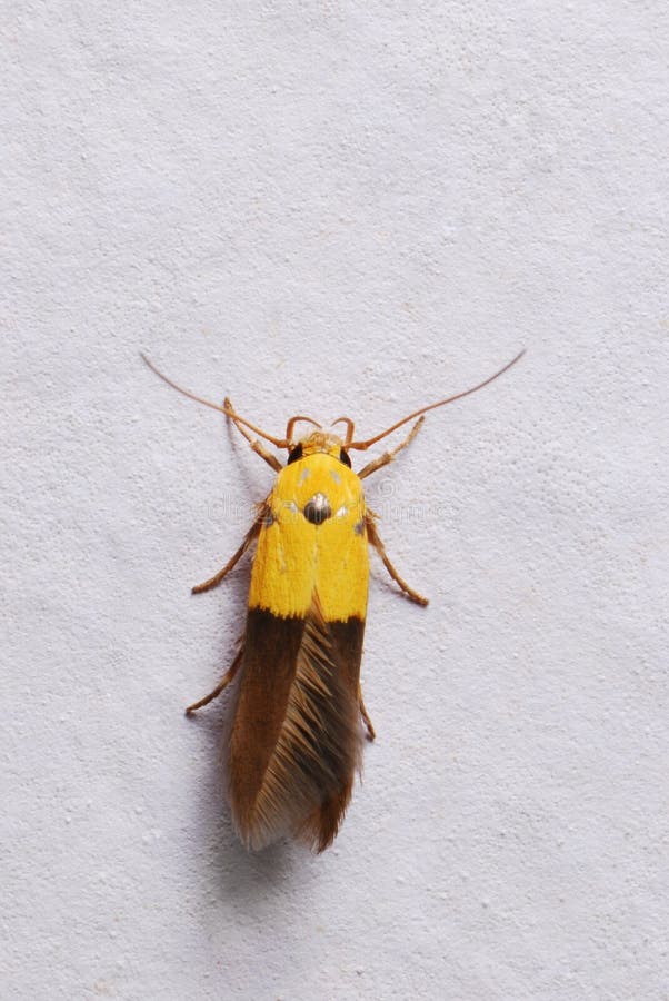 Small moth stock photo. Image of abdomen, insect, biology - 14582616