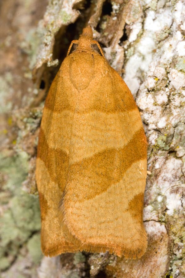 Moth Picture. Image: 1561903