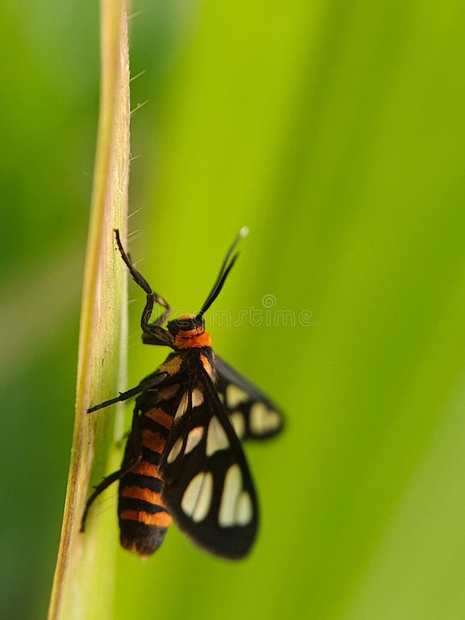 A Small Moth with a Black Body and Striking Orange Stripes Known As ...