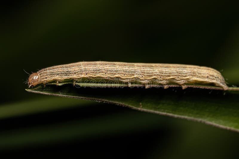 Small moth caterpillar stock photo. Image of insecta - 264740880