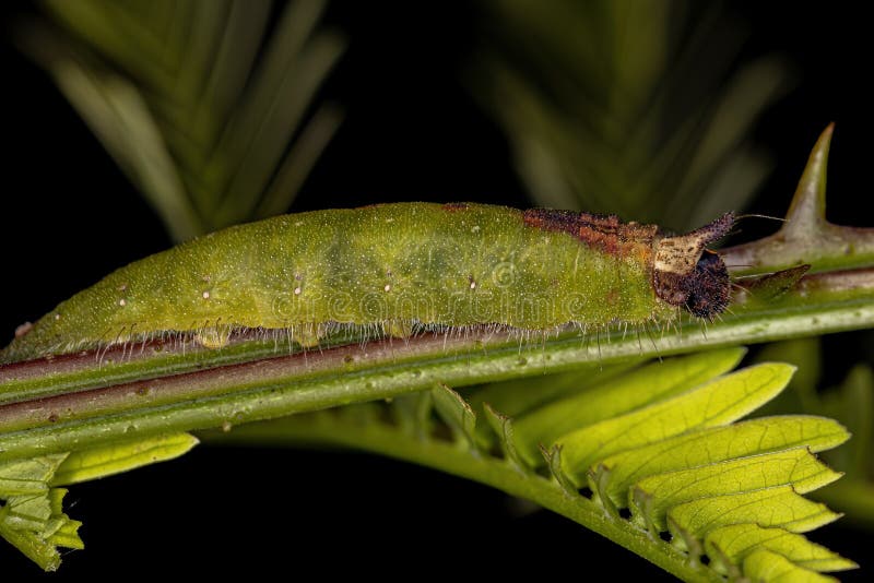 Small moth caterpillar stock photo. Image of insects - 238164212