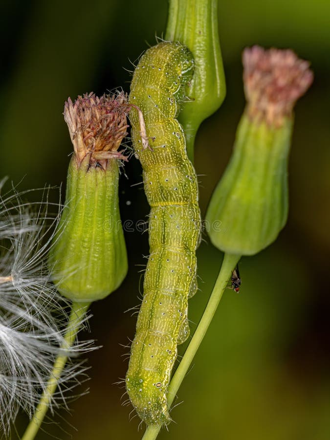 Small moth caterpillar stock image. Image of pests, caterpillars ...