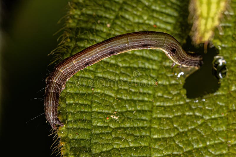 Small Moth Caterpillar stock image. Image of natural - 283677571