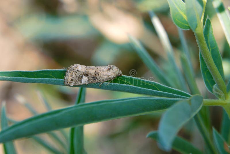 Small moth stock photo. Image of insect, closeup, animal - 248497516