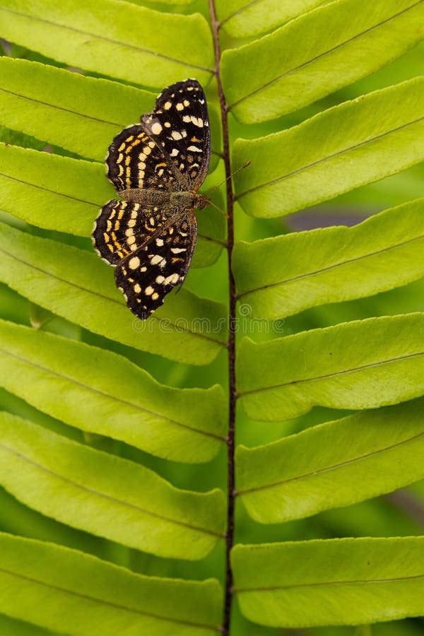 A Small Moth Perched on a Fern Leaf. Stock Image - Image of entomology ...