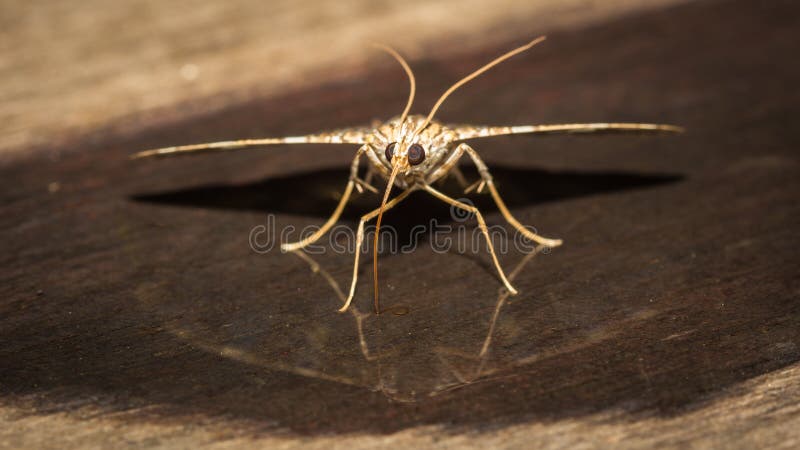 Small moth. stock image. Image of grey, drinking, macro - 78944599