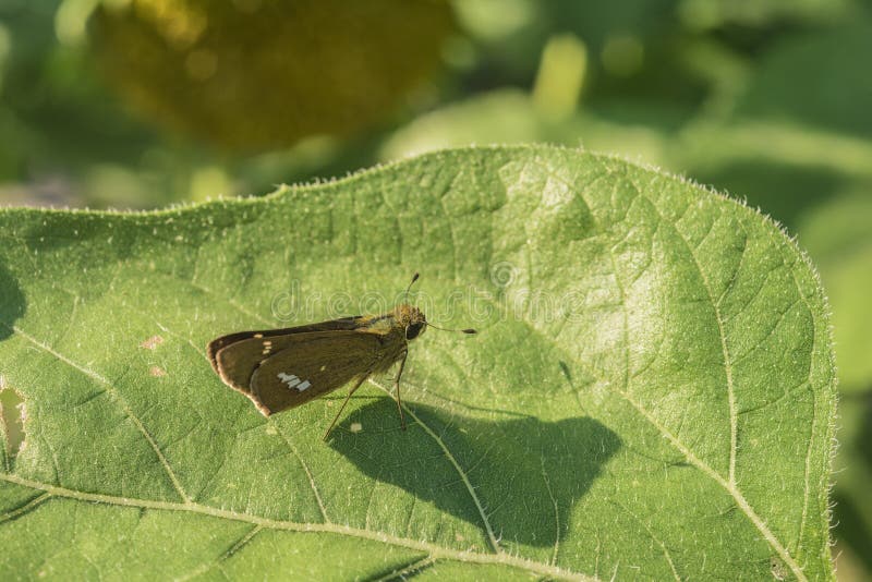 Small Moth on a Huge Green Plant Leaf with Clear Moth Shadow Stock ...
