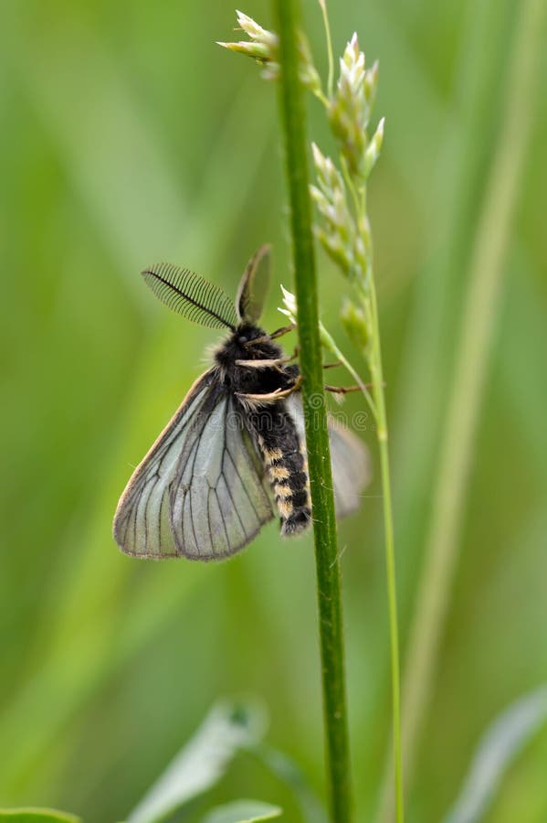Small Moth Insect in the Grass Stock Image - Image of meadow, insect ...
