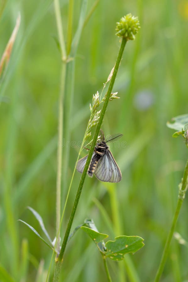 Small Moth Insect in the Grass Stock Image - Image of macro, early ...