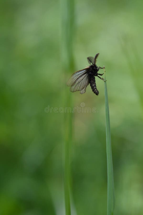 Small Moth Insect in the Grass Stock Photo - Image of background, grass ...