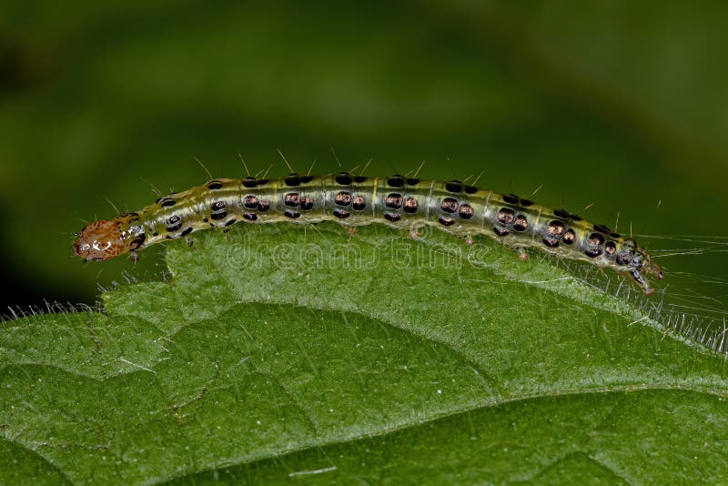 Small moth larva stock image. Image of animal, larva - 240407633